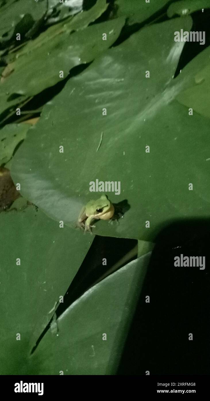 Eastern Dwarf Tree Frog (Litoria fallax) Amphibia Stock Photo - Alamy