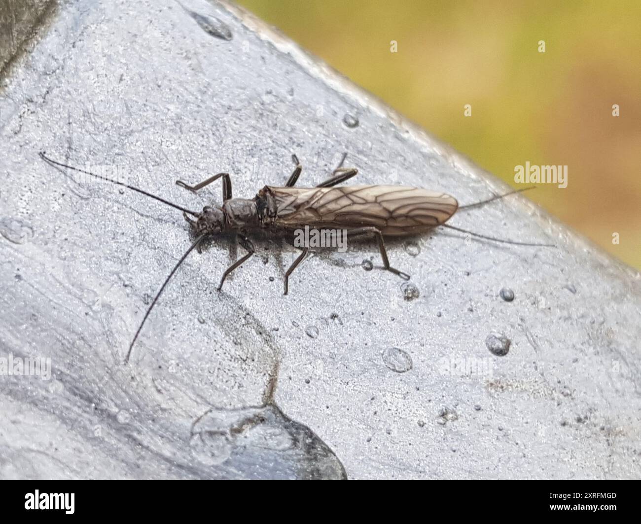 Small Winter Stoneflies (Capniidae) Insecta Stock Photo - Alamy