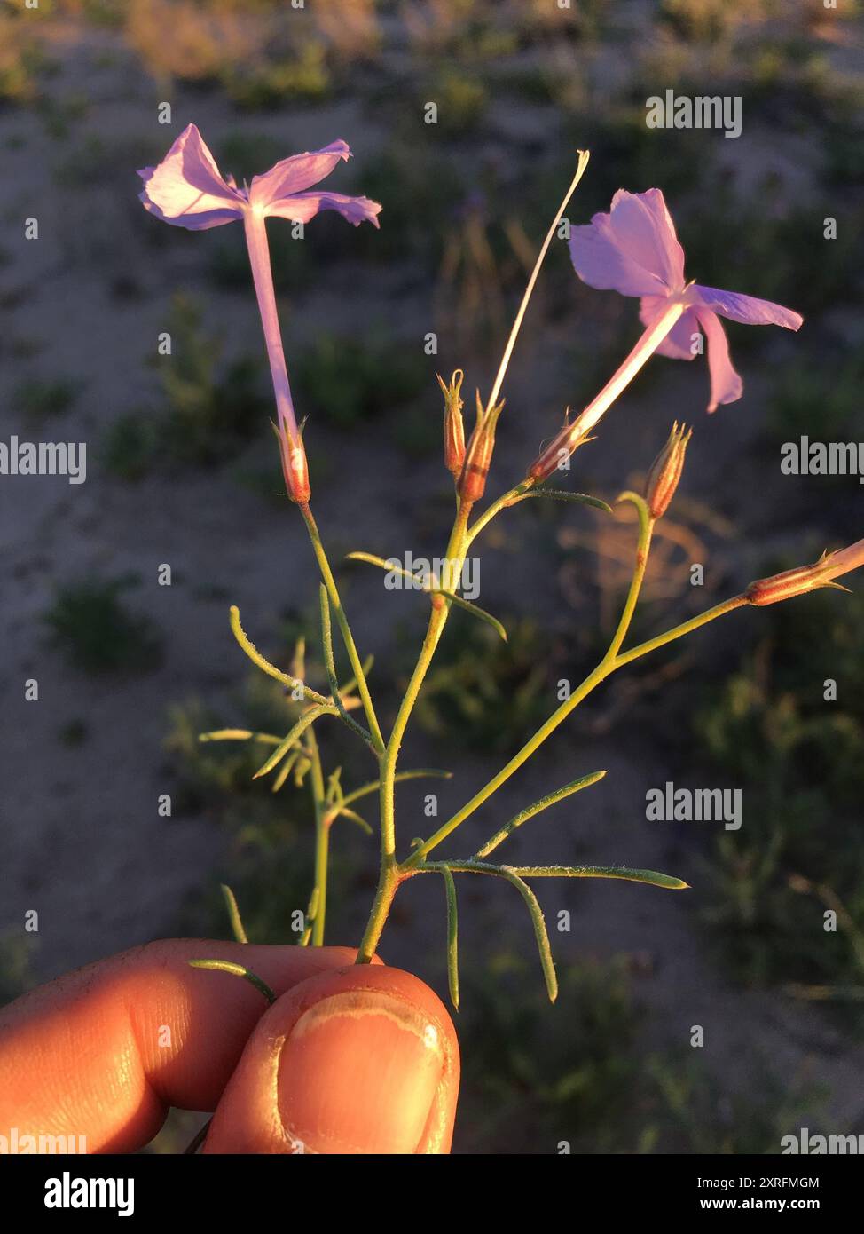 Flaxflowered Ipomopsis (Ipomopsis longiflora) Plantae Stock Photo - Alamy