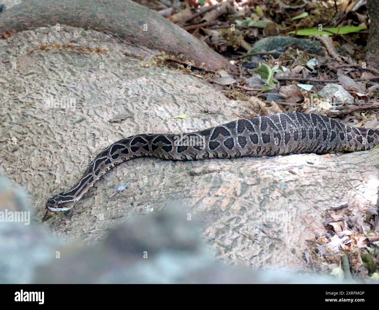 Urutu Lancehead (Bothrops alternatus) Reptilia Stock Photo - Alamy