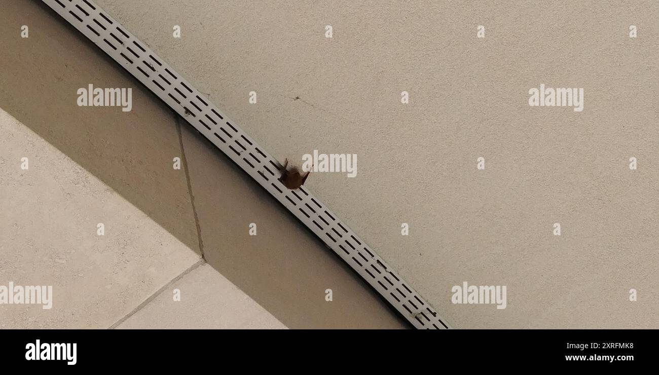 Tricolored Bat (Perimyotis subflavus) Mammalia Stock Photo - Alamy