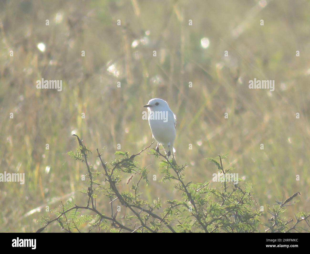 White Monjita (Xolmis irupero) Aves Stock Photo - Alamy
