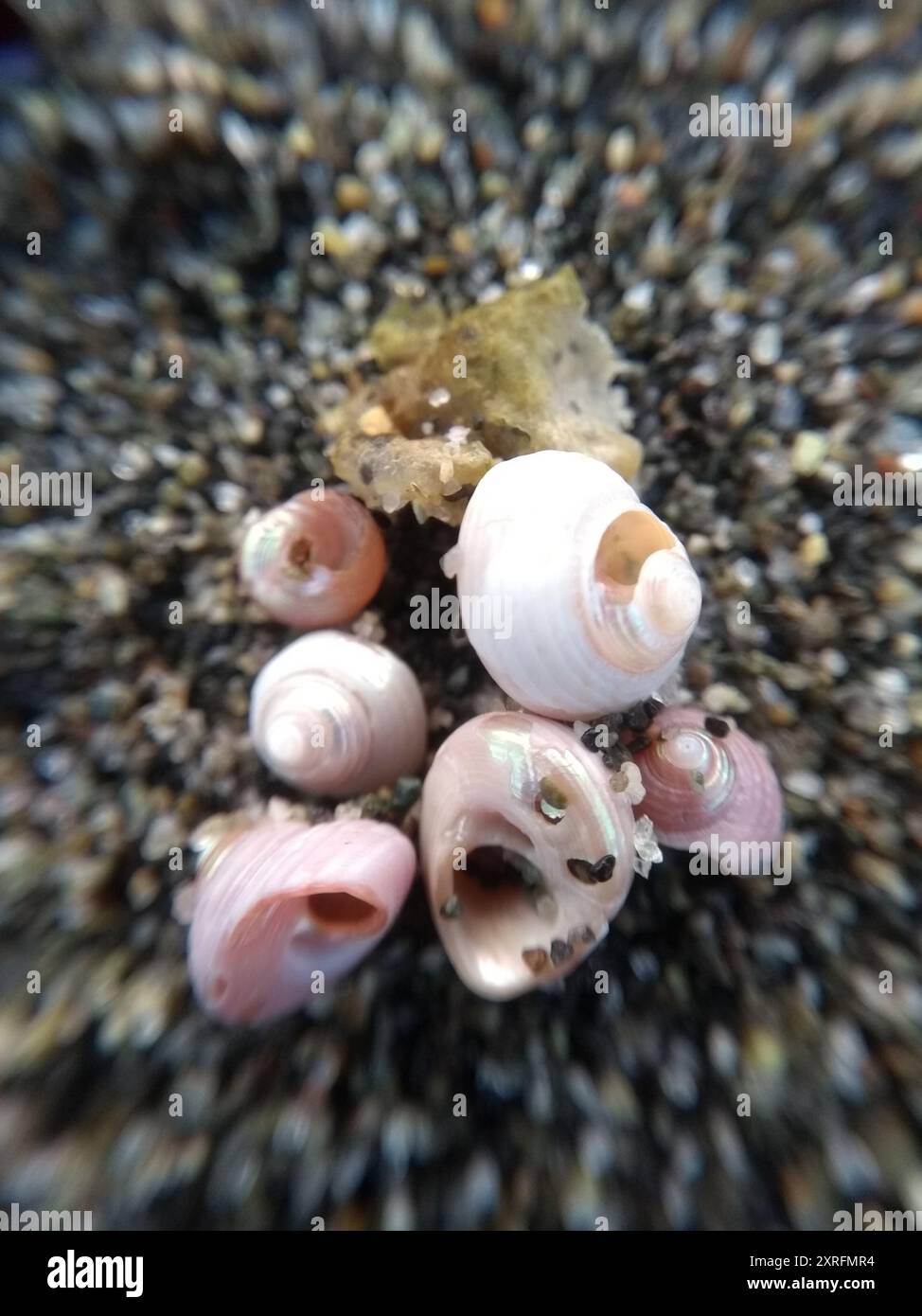 Puppet Margarite (Margarites pupillus) Mollusca Stock Photo - Alamy