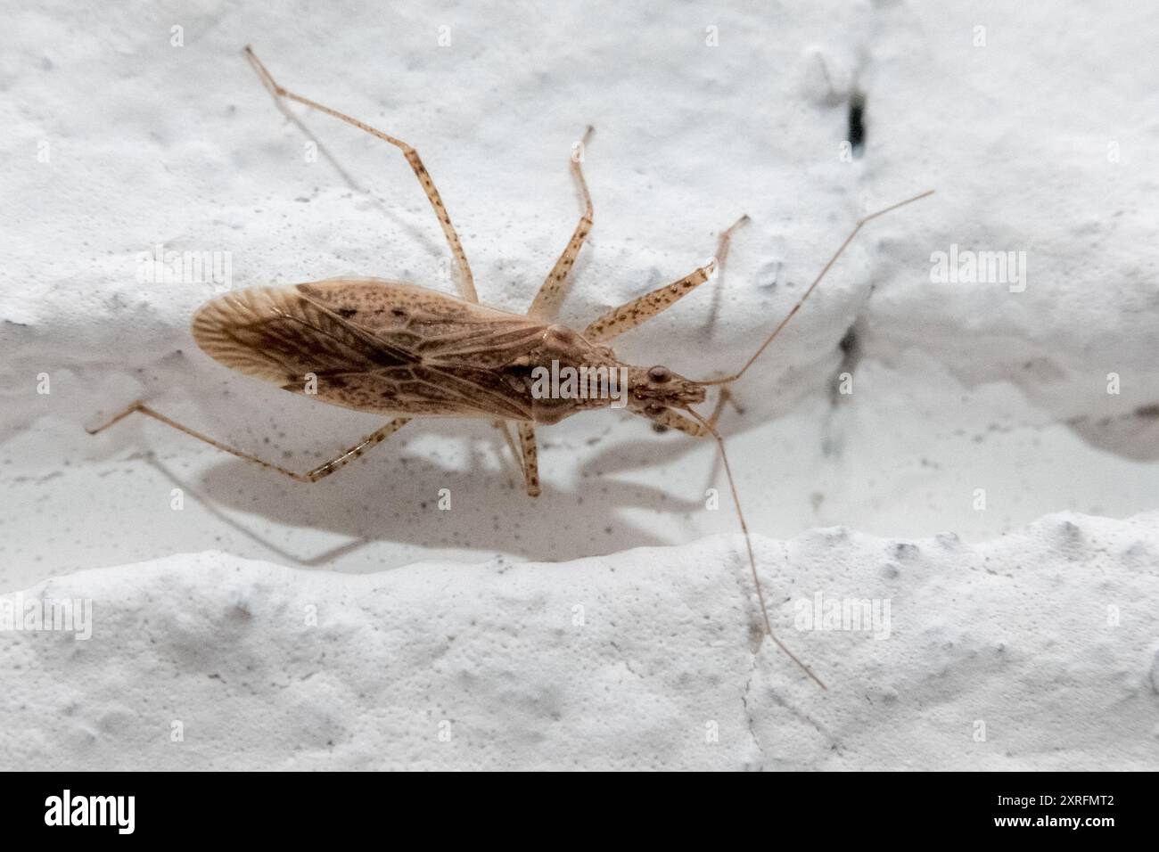 (Nabis roseipennis) Insecta Stock Photo - Alamy
