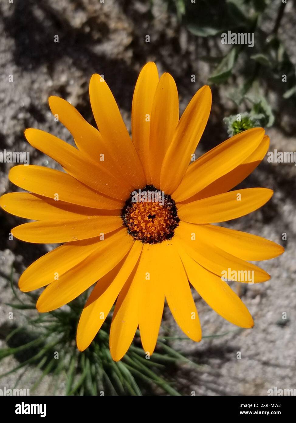 Cape marigold (Dimorphotheca sinuata) Plantae Stock Photo - Alamy