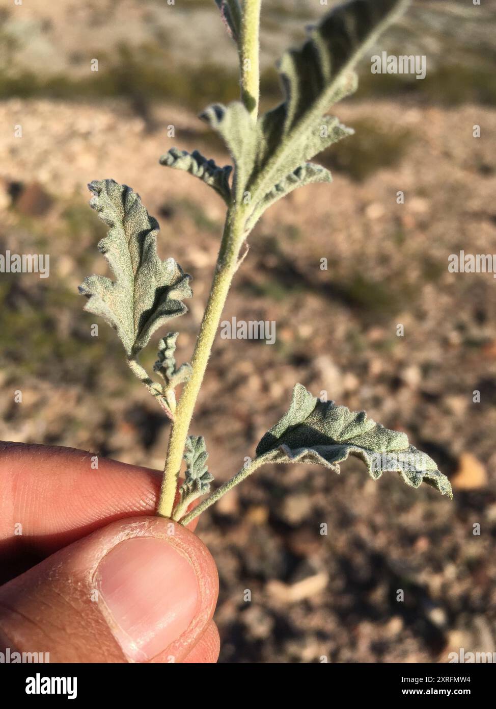 spear globemallow (Sphaeralcea hastulata) Plantae Stock Photo - Alamy