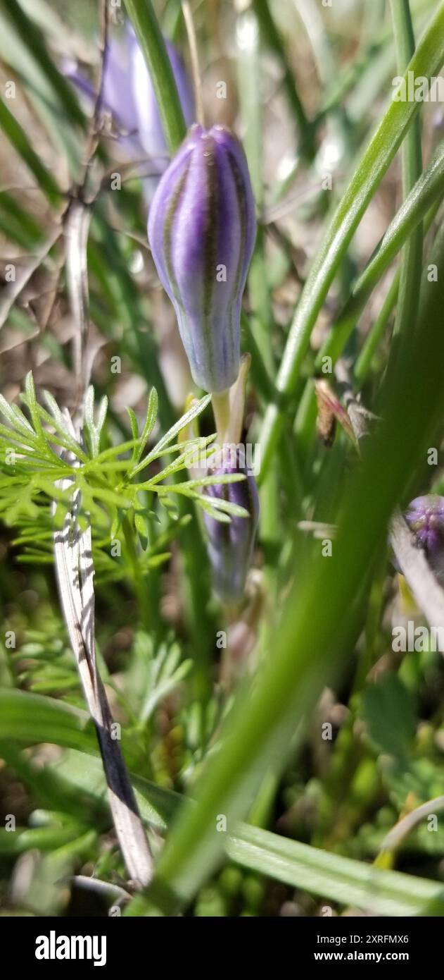 Funnel-Flower (Androstephium coeruleum) Plantae Stock Photo - Alamy