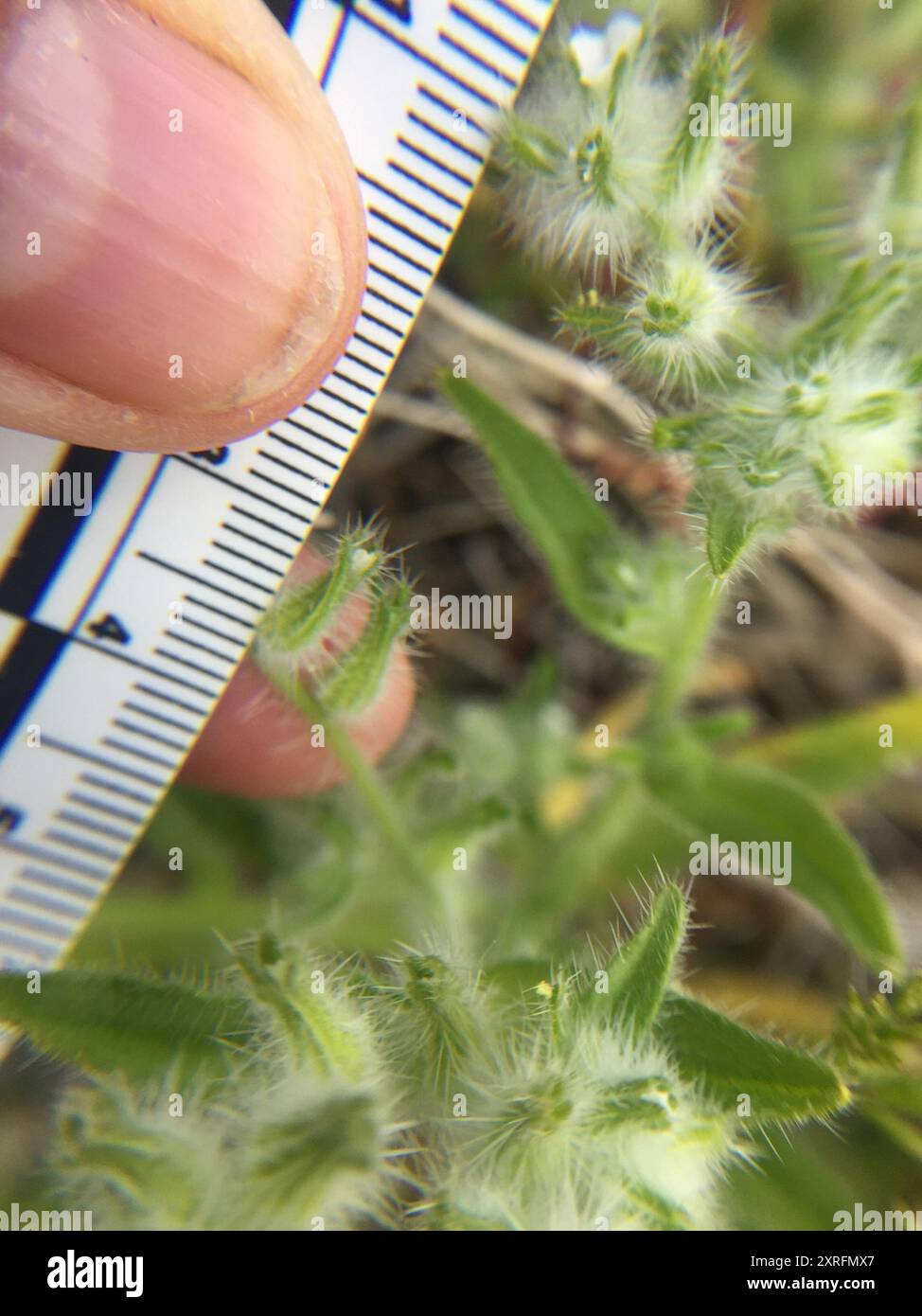 bearded cryptantha (Cryptantha barbigera barbigera) Plantae Stock Photo ...