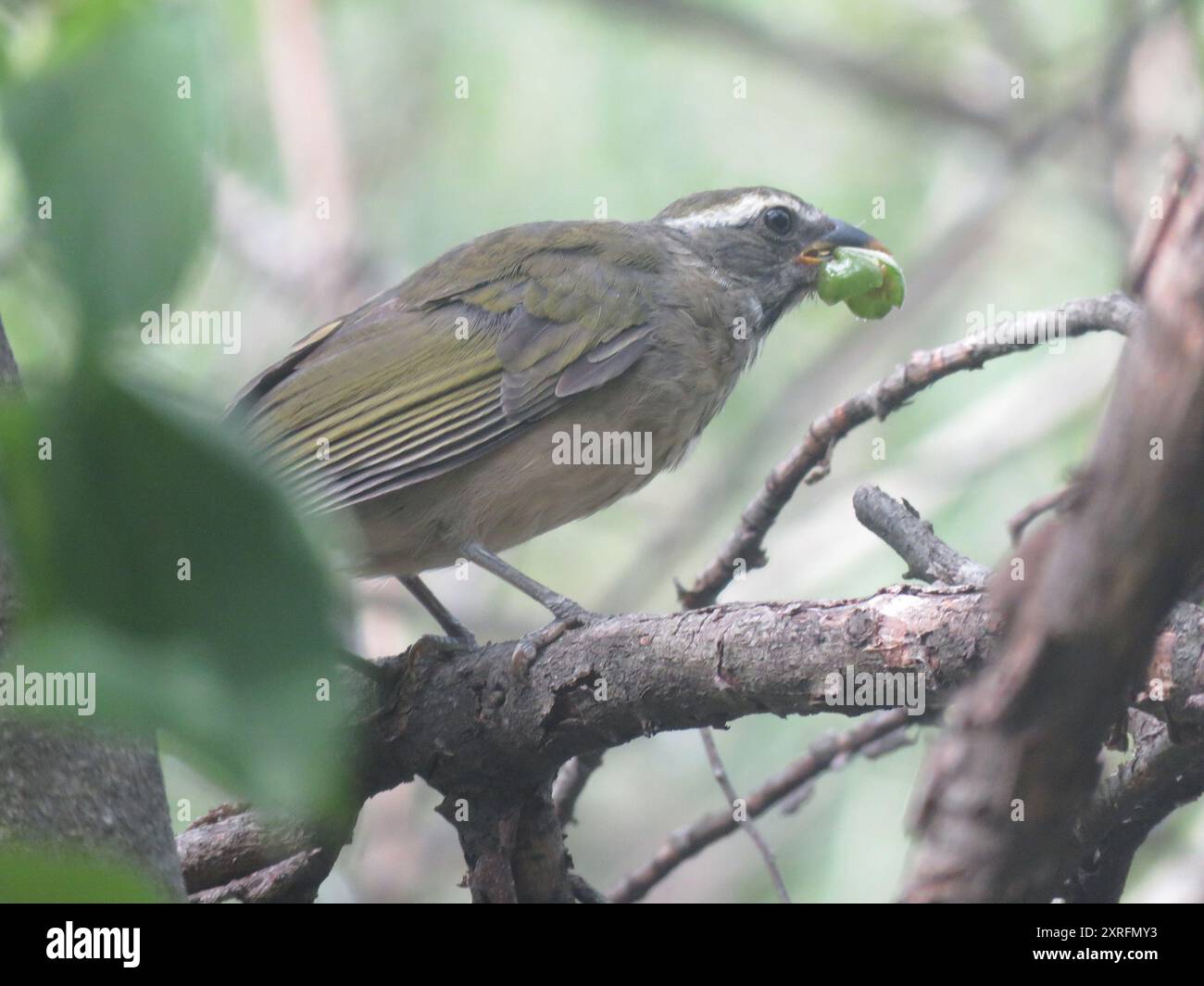 Green-winged Saltator (Saltator similis) Aves Stock Photo - Alamy