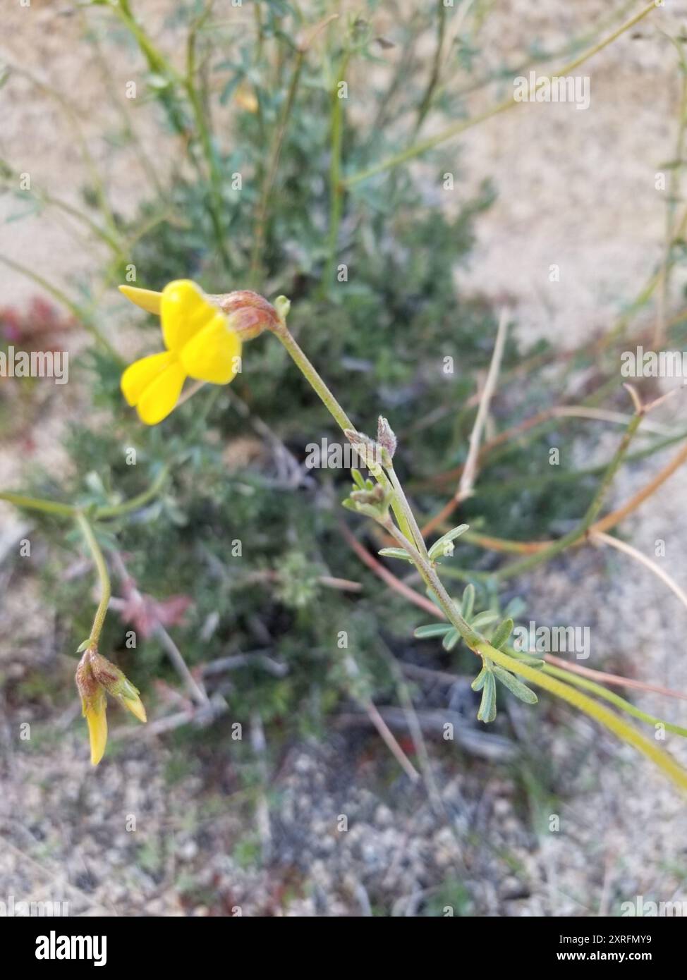 shrubby deervetch (Acmispon rigidus) Plantae Stock Photo - Alamy