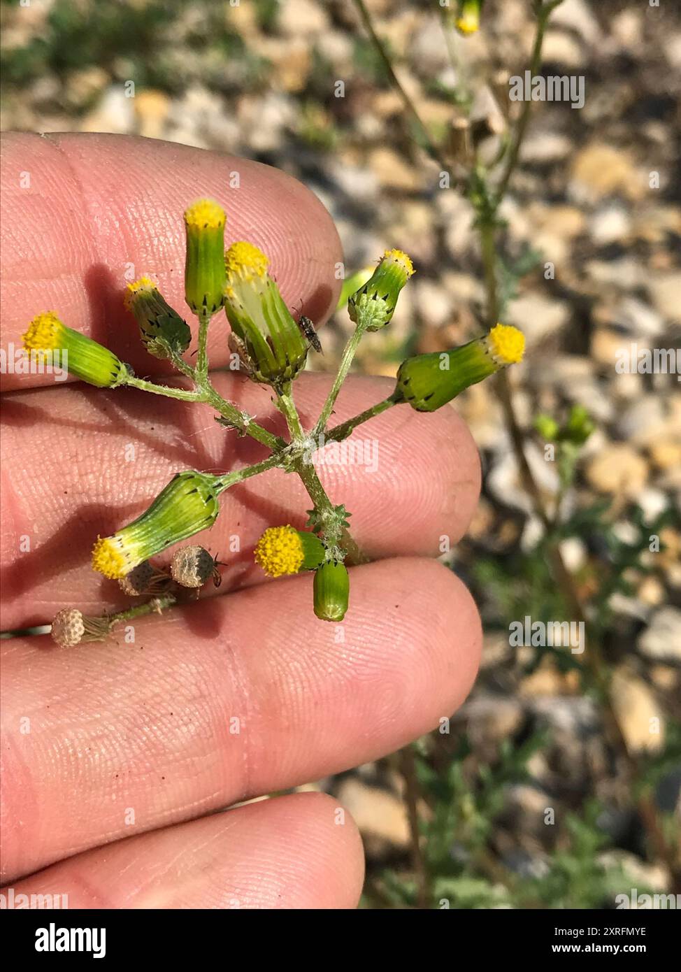 common groundsel (Senecio vulgaris) Plantae Stock Photo - Alamy