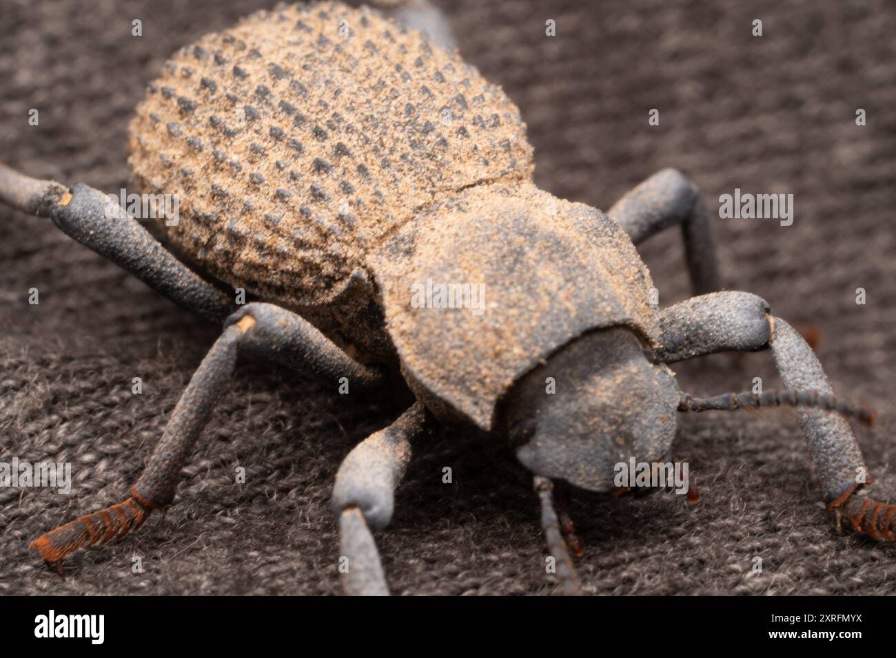 Desert Ironclad Beetle (Asbolus verrucosus) Insecta Stock Photo - Alamy