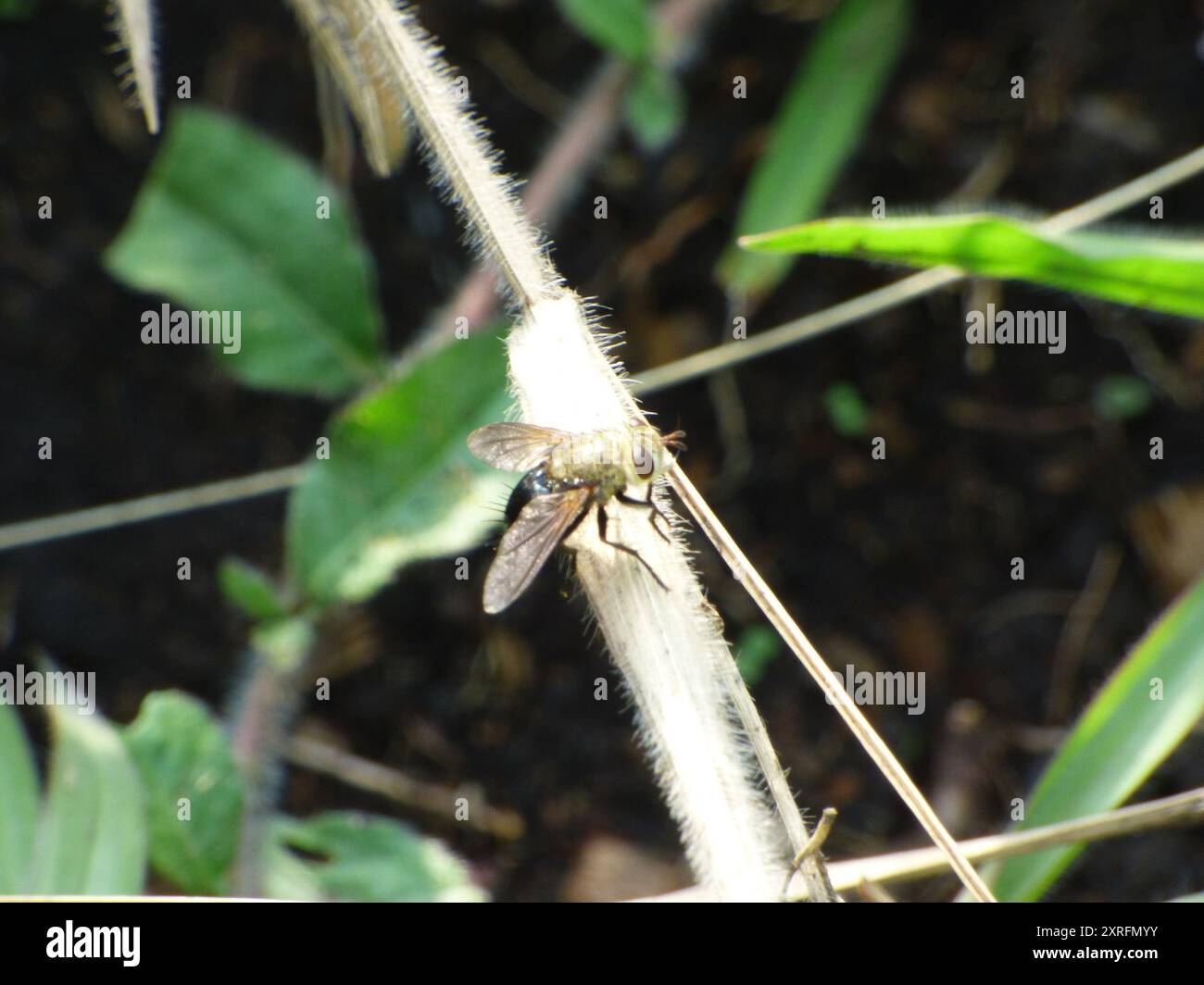 Bristle Flies (Tachinidae) Insecta Stock Photo - Alamy