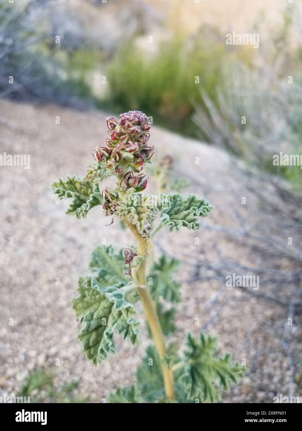 apricot mallow (Sphaeralcea ambigua) Plantae Stock Photo - Alamy