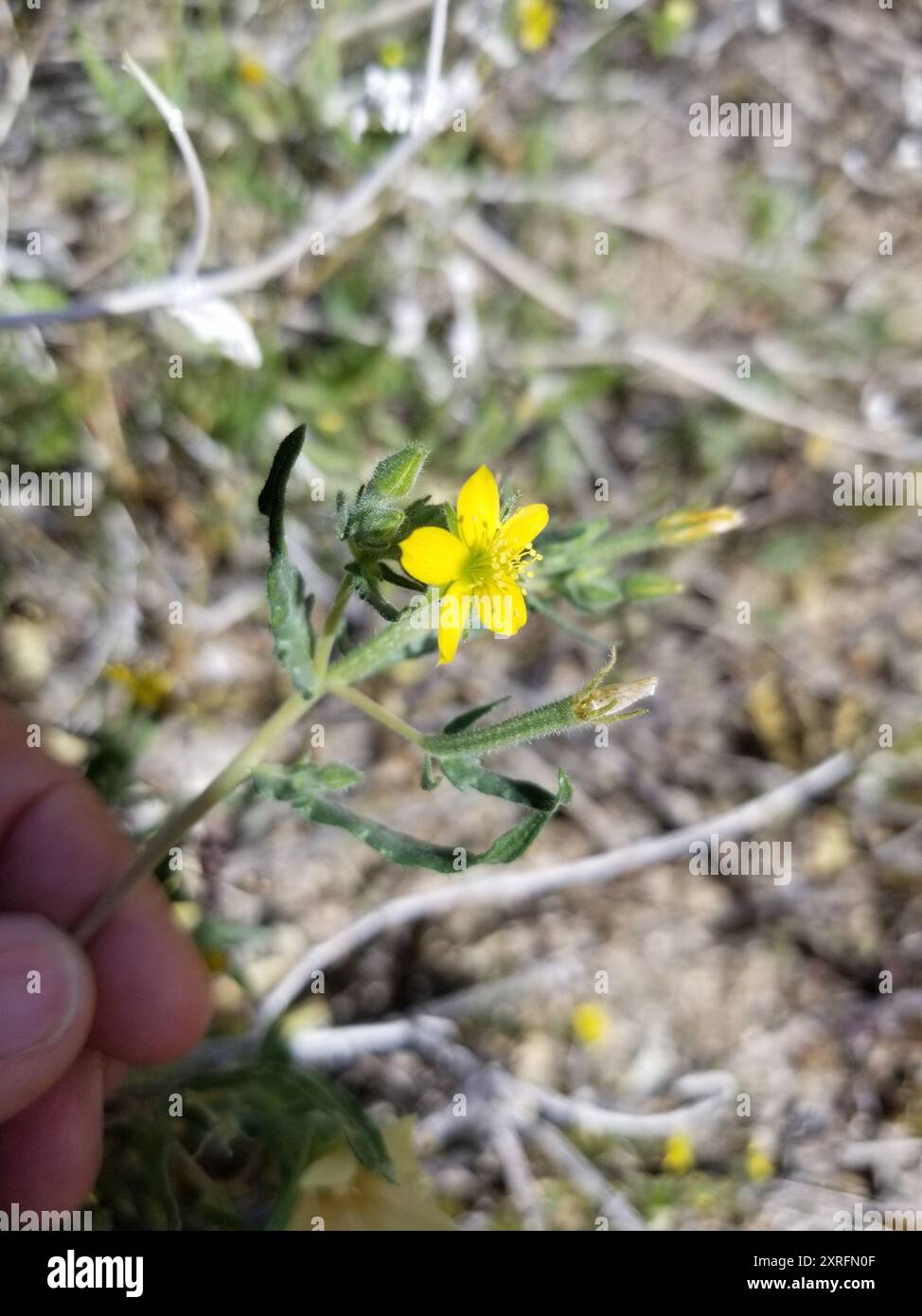 Whitestem Blazingstar (Mentzelia albicaulis) Plantae Stock Photo - Alamy