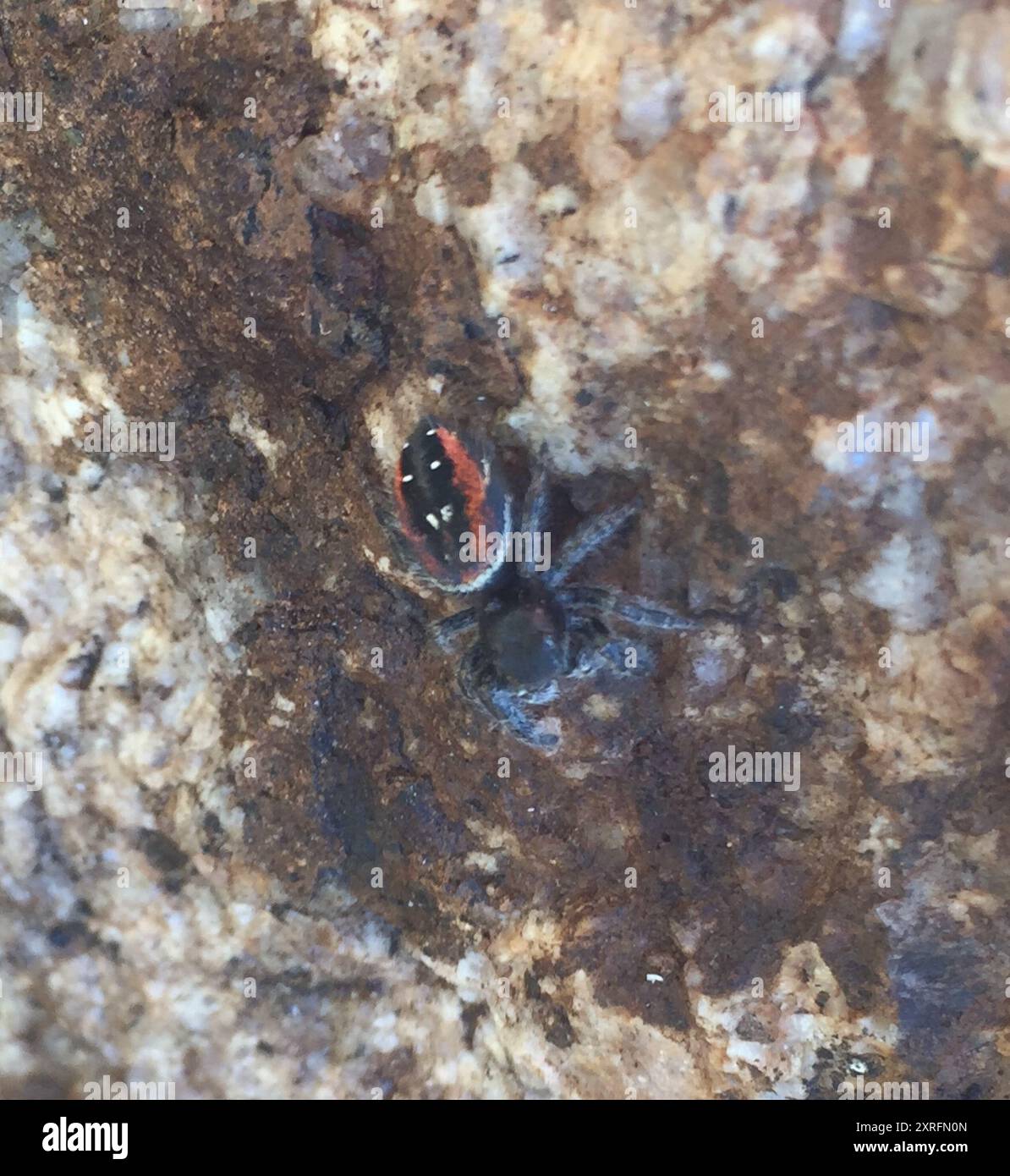Johnson's Jumping Spider (Phidippus johnsoni) Arachnida Stock Photo - Alamy