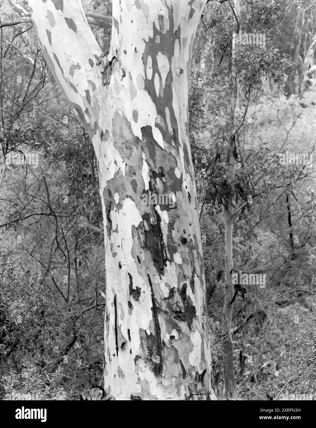 BW01920-00.....CALIFORNIA - California sycamore tree (Platanus racemosa ...