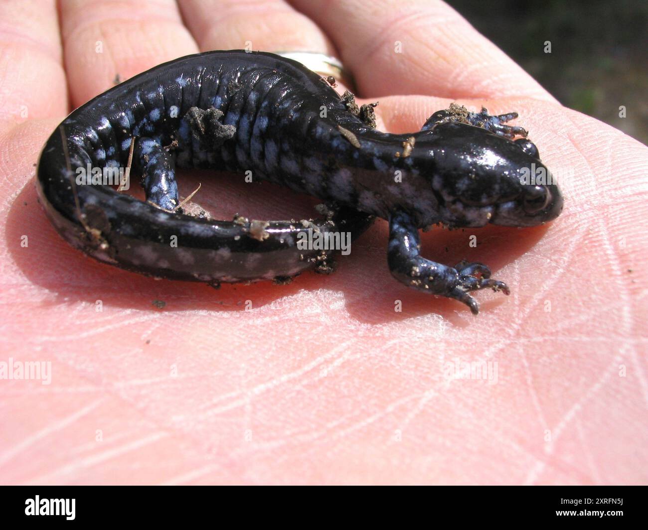 Blue-spotted Salamander (Ambystoma laterale) Amphibia Stock Photo - Alamy