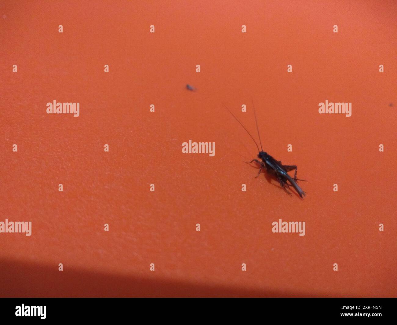 Trigs, Sword-tailed Crickets, and Ground Crickets (Trigonidiidae ...