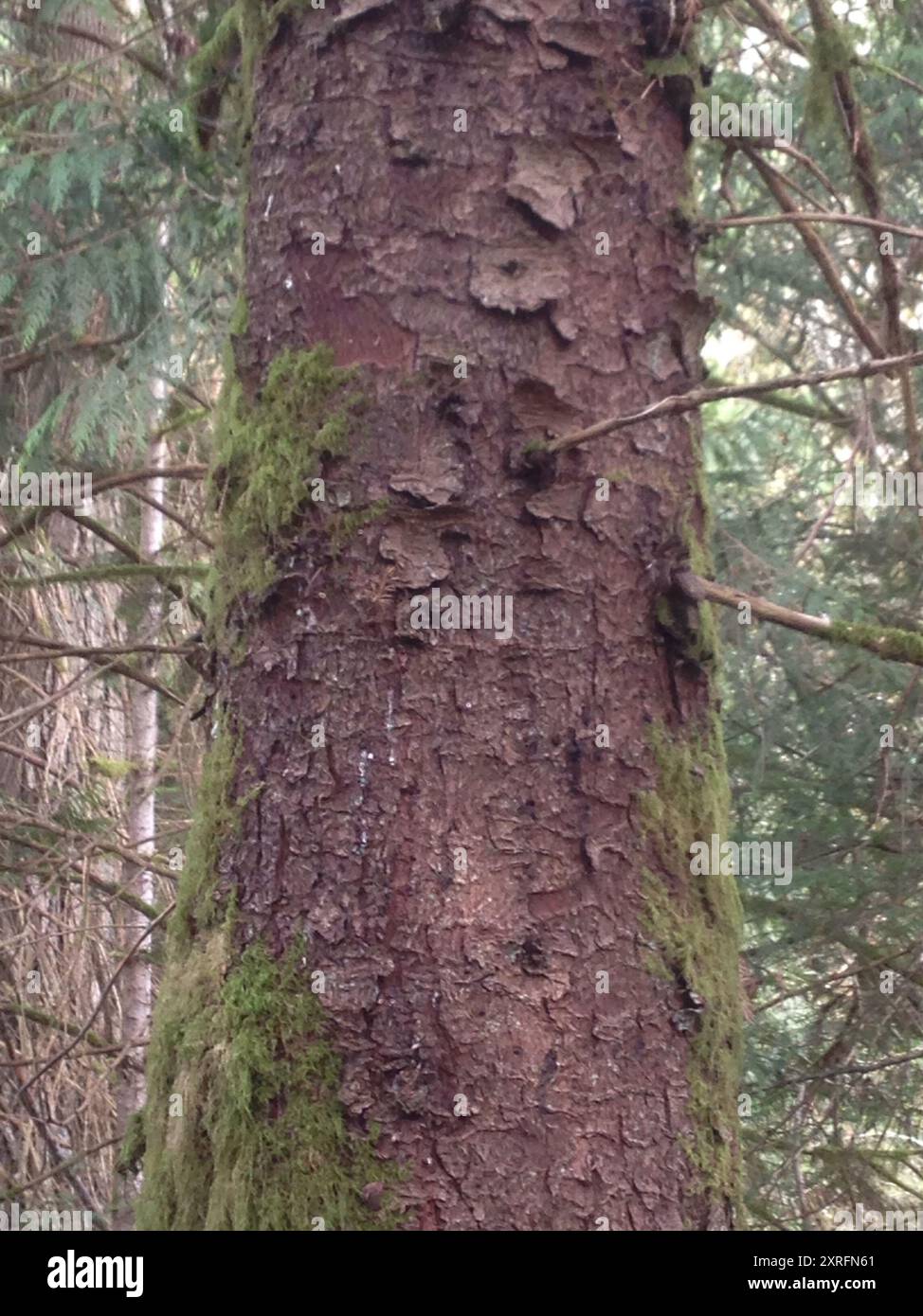 Sitka spruce (Picea sitchensis) Plantae Stock Photo - Alamy