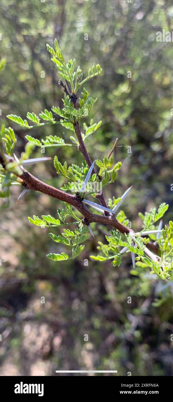 Vachellia constricta hi-res stock photography and images - Alamy