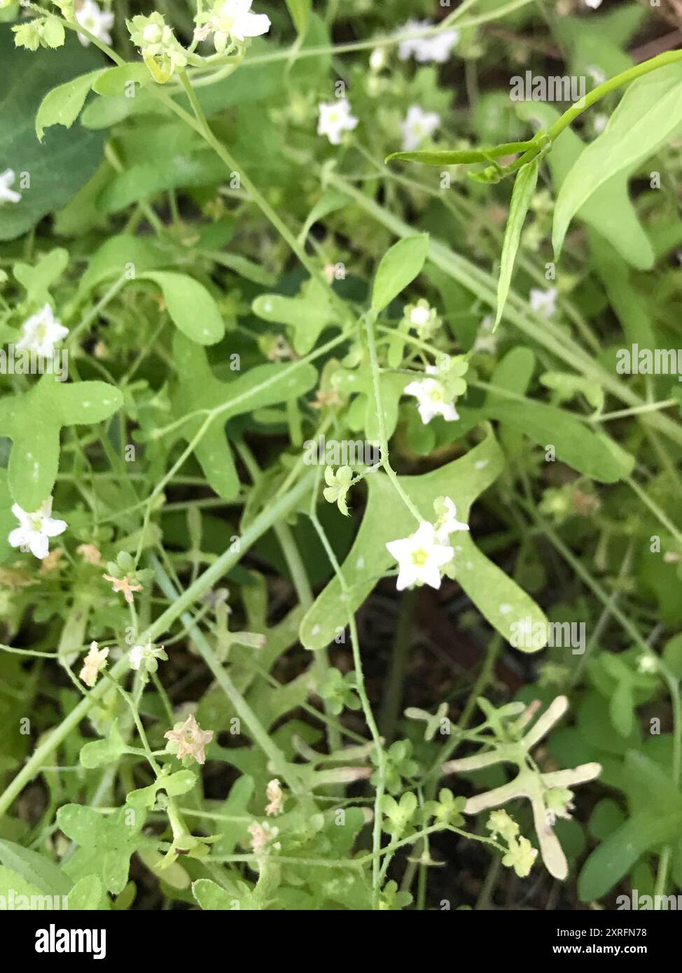 white fiesta flower (Pholistoma membranaceum) Plantae Stock Photo - Alamy
