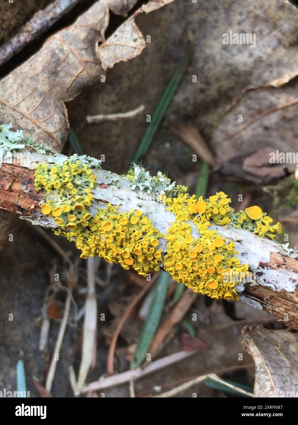 Pin-cushion Sunburst Lichen (Polycauliona polycarpa) Fungi Stock Photo ...