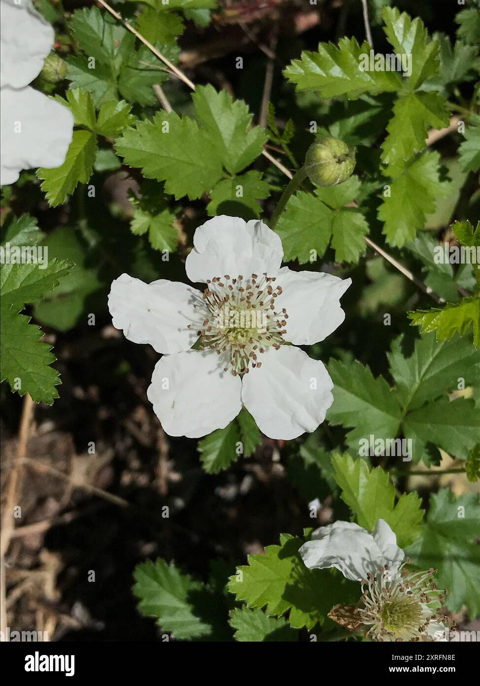 southern dewberry (Rubus trivialis) Plantae Stock Photo - Alamy