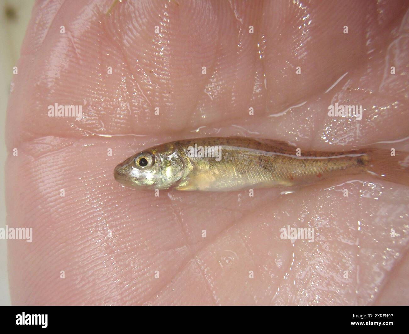White Sucker (Catostomus commersonii) Actinopterygii Stock Photo - Alamy