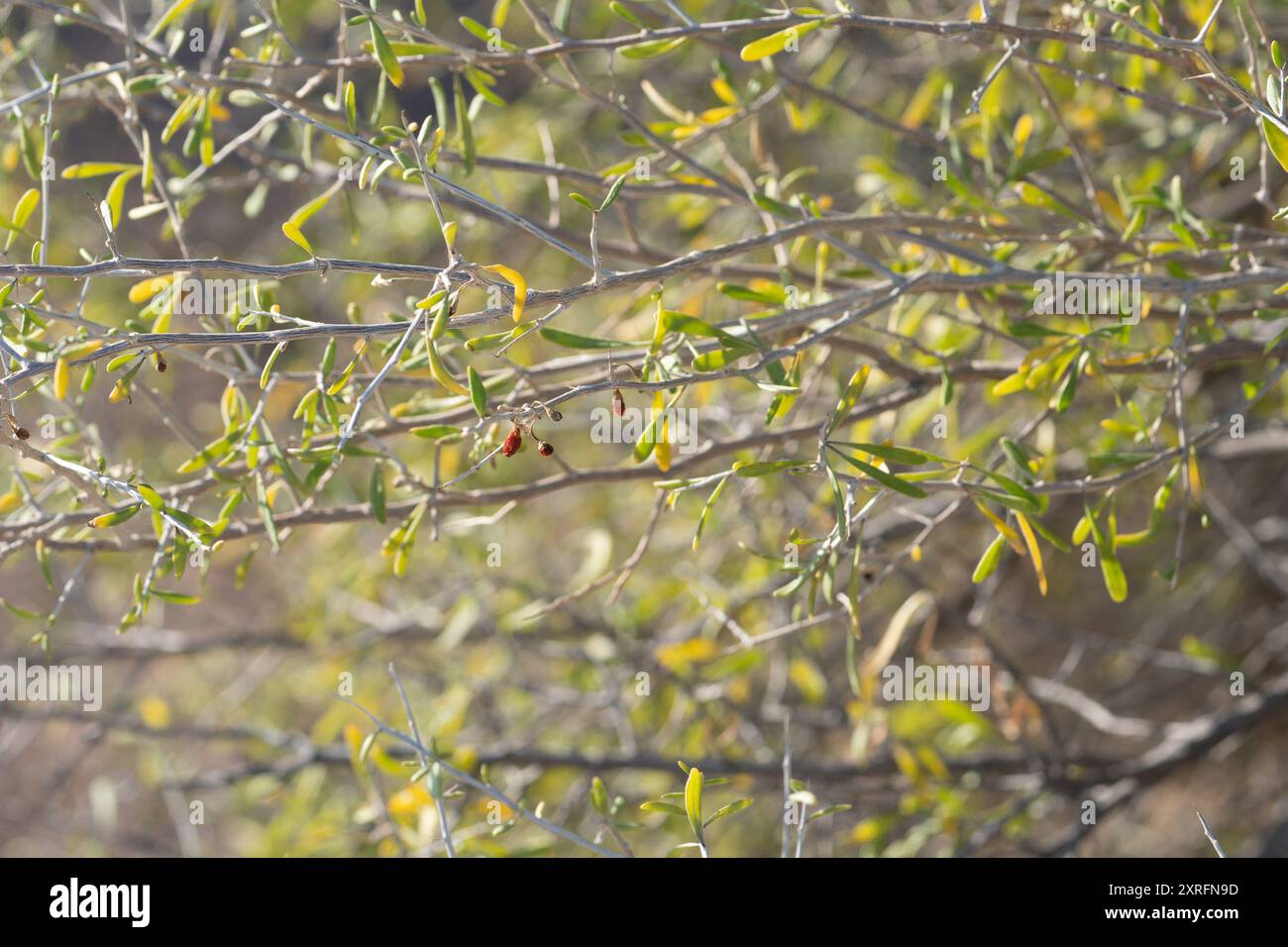 Anderson Thornbush (Lycium andersonii) Plantae Stock Photo - Alamy