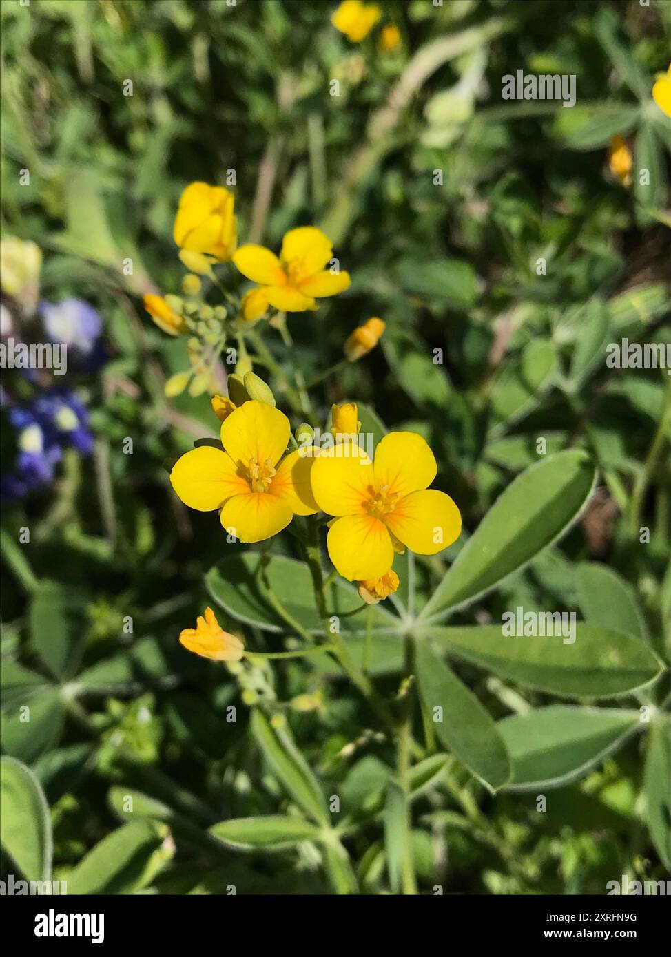 bladderpods (Physaria) Plantae Stock Photo - Alamy