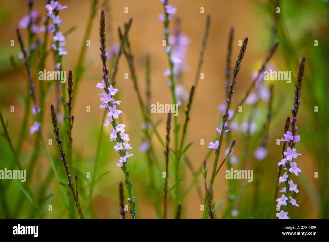 Texas vervain (Verbena halei) Plantae Stock Photo - Alamy