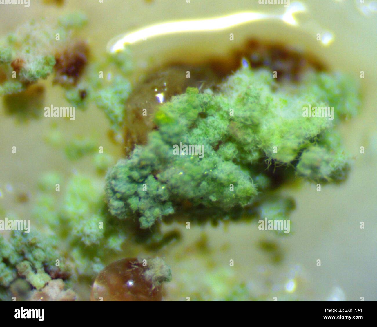 Fluffy Dust Lichen (Lepraria finkii) Fungi Stock Photo - Alamy