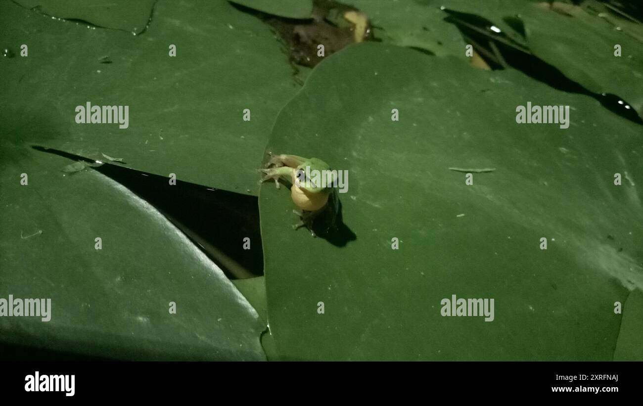 Eastern Dwarf Tree Frog (Litoria fallax) Amphibia Stock Photo - Alamy