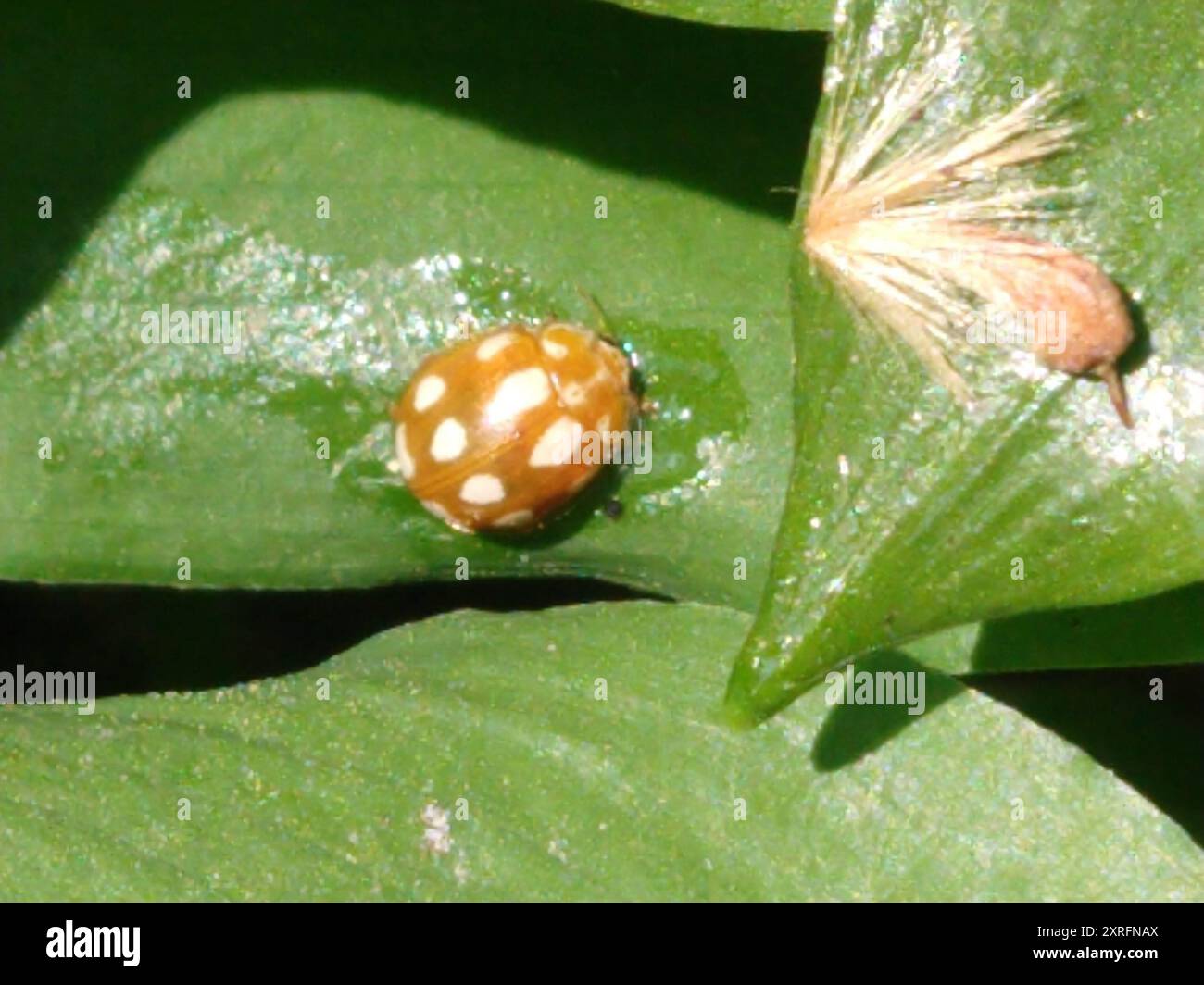 Little Arboreal Lady Beetle (Calvia decemguttata) Insecta Stock Photo ...