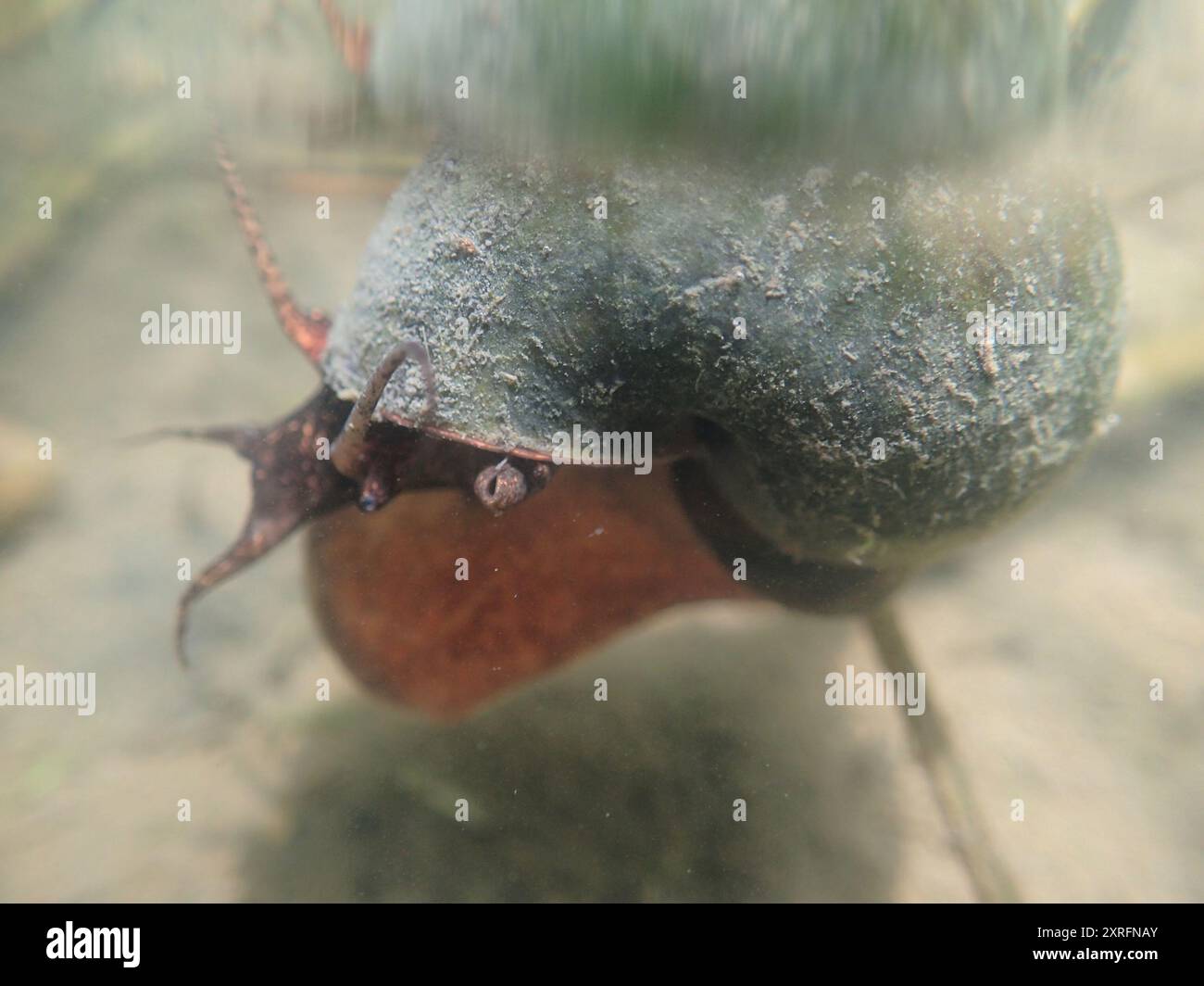 Channeled Apple Snail (Pomacea canaliculata) Mollusca Stock Photo - Alamy