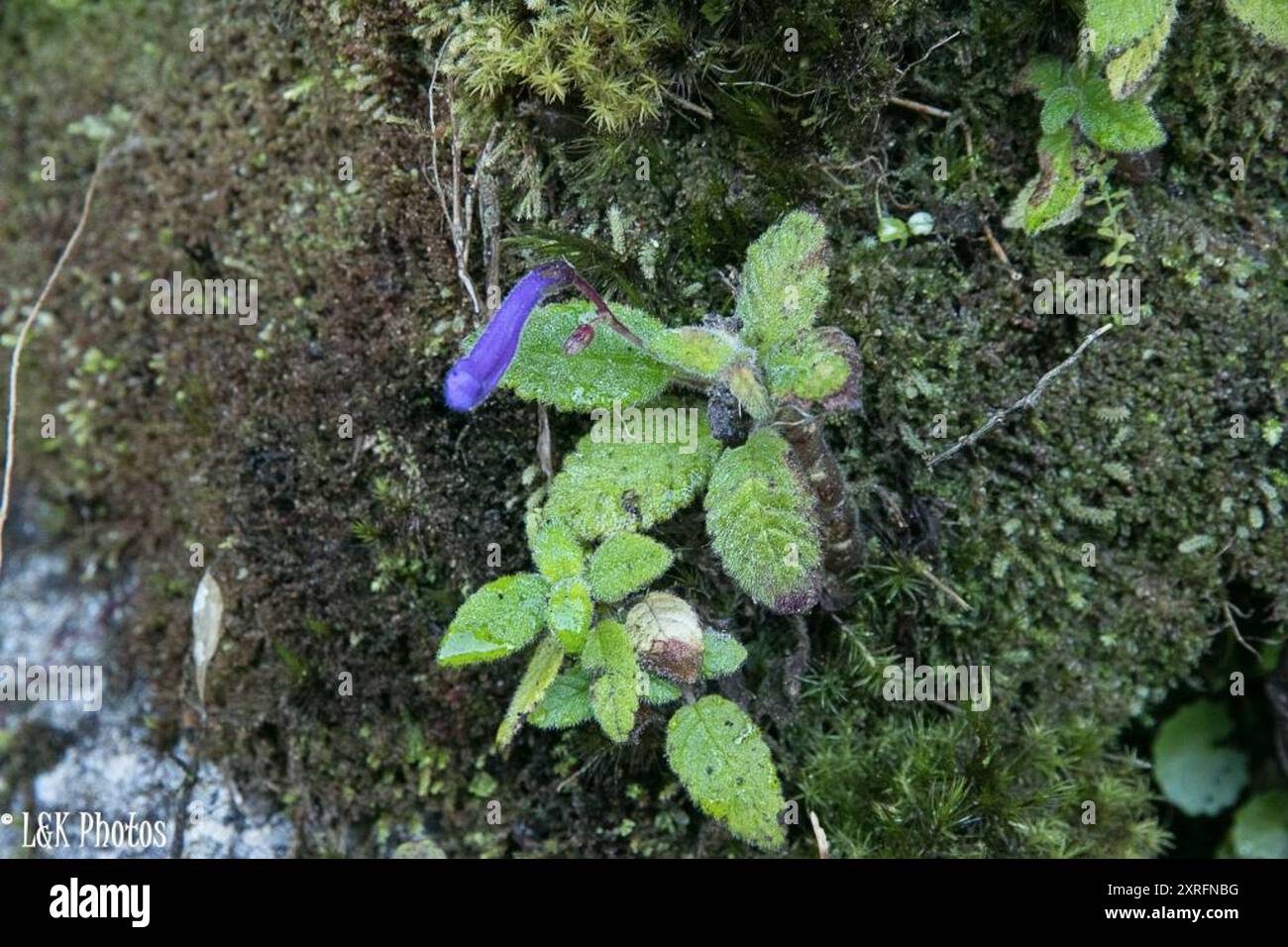African Primrose (Streptocarpus) Plantae Stock Photo - Alamy