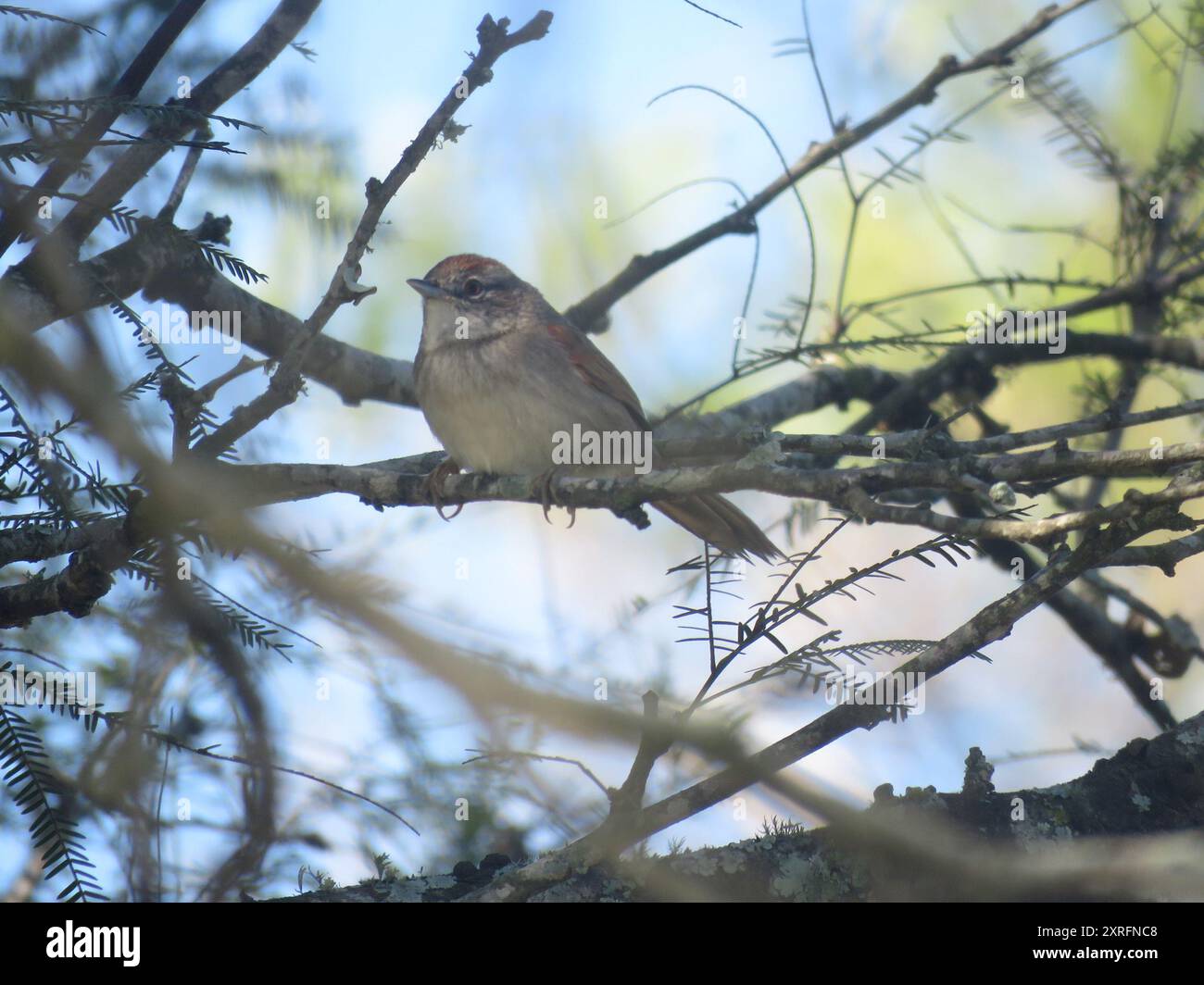 Pale-breasted Spinetail (Synallaxis albescens) Aves Stock Photo - Alamy