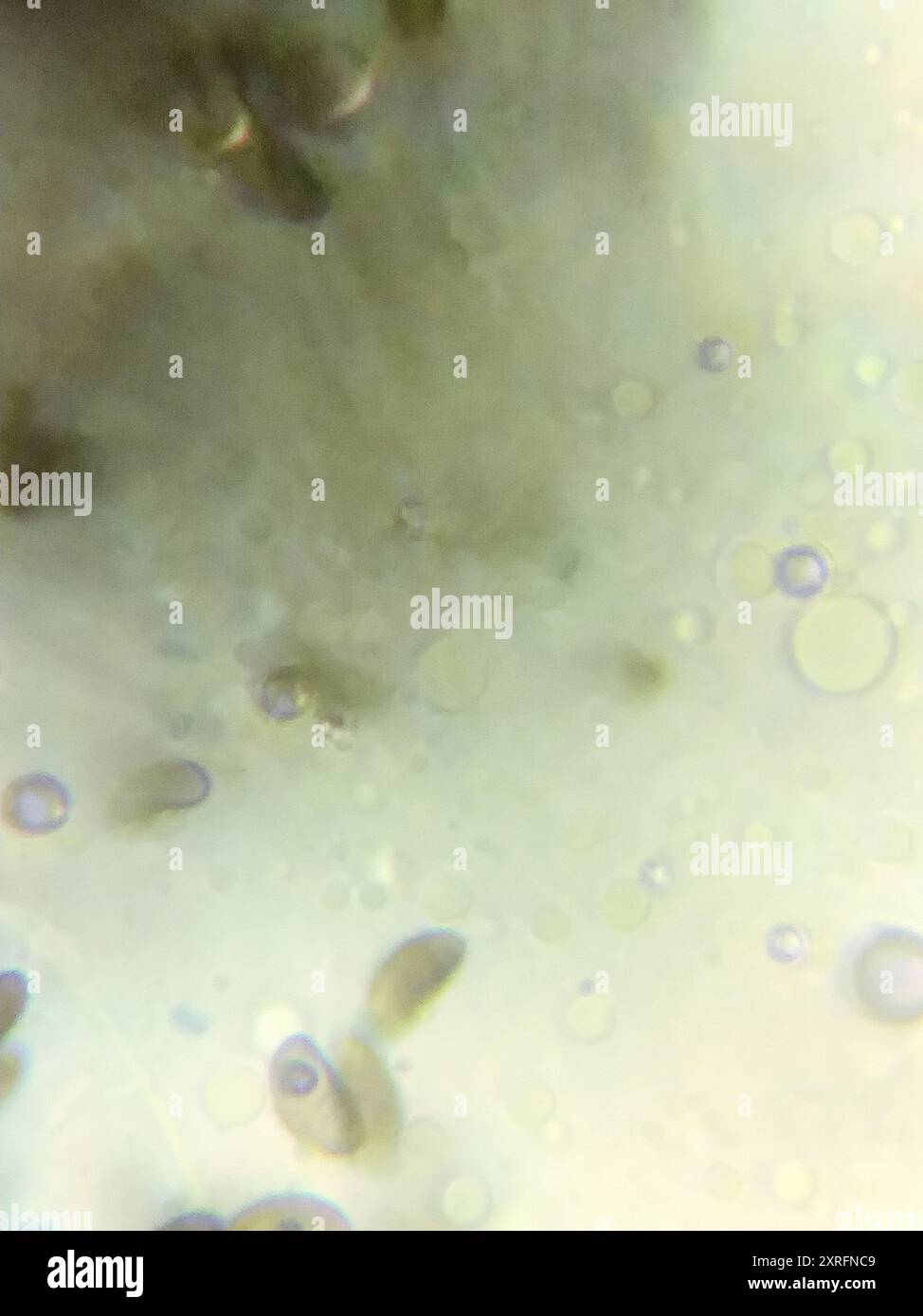 Hypoxylon howeanum hi-res stock photography and images - Alamy