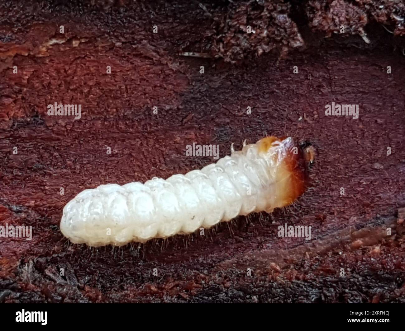 Ribbed Pine Borer (Rhagium inquisitor) Insecta Stock Photo - Alamy
