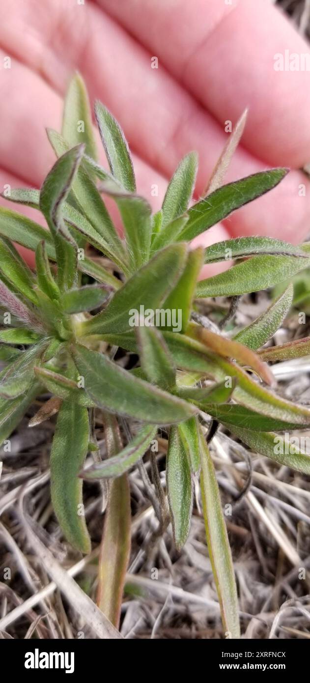 Stemmy Four-nerved Daisy (Tetraneuris scaposa) Plantae Stock Photo - Alamy