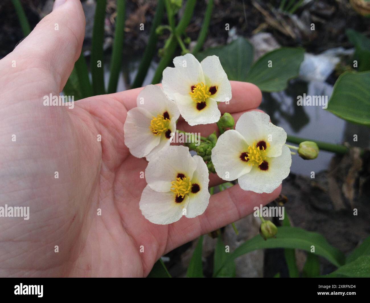 Aztec arrowhead (Sagittaria montevidensis) Plantae Stock Photo - Alamy