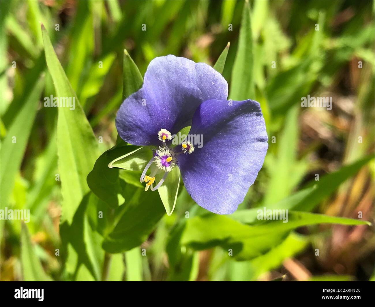 False dayflower (Tinantia anomala) Plantae Stock Photo - Alamy