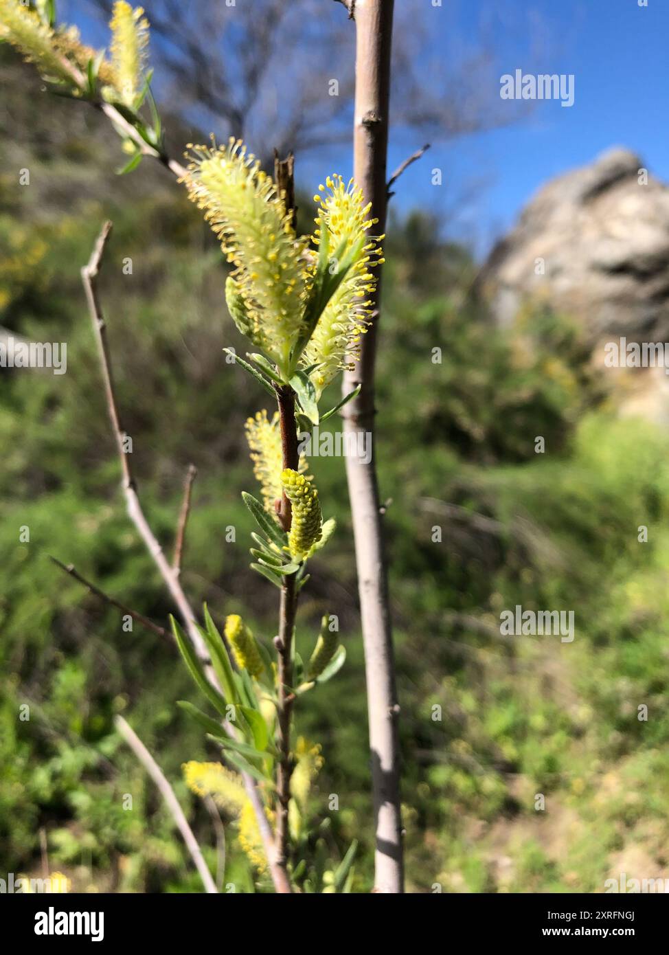 Goodding's willow (Salix gooddingii) Plantae Stock Photo - Alamy
