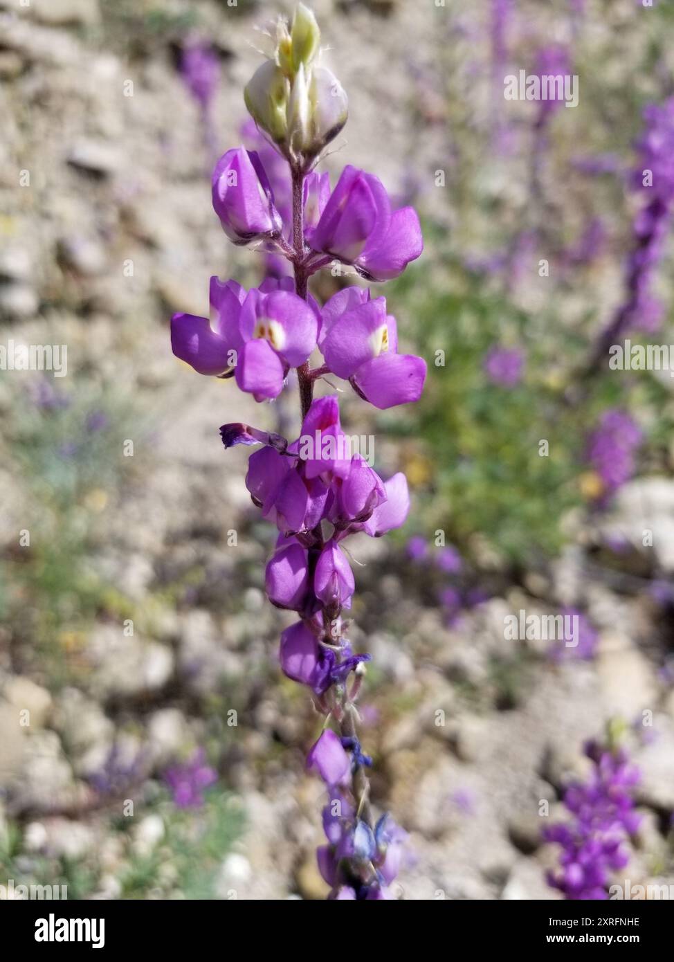 Arizona lupine (Lupinus arizonicus) Plantae Stock Photo - Alamy