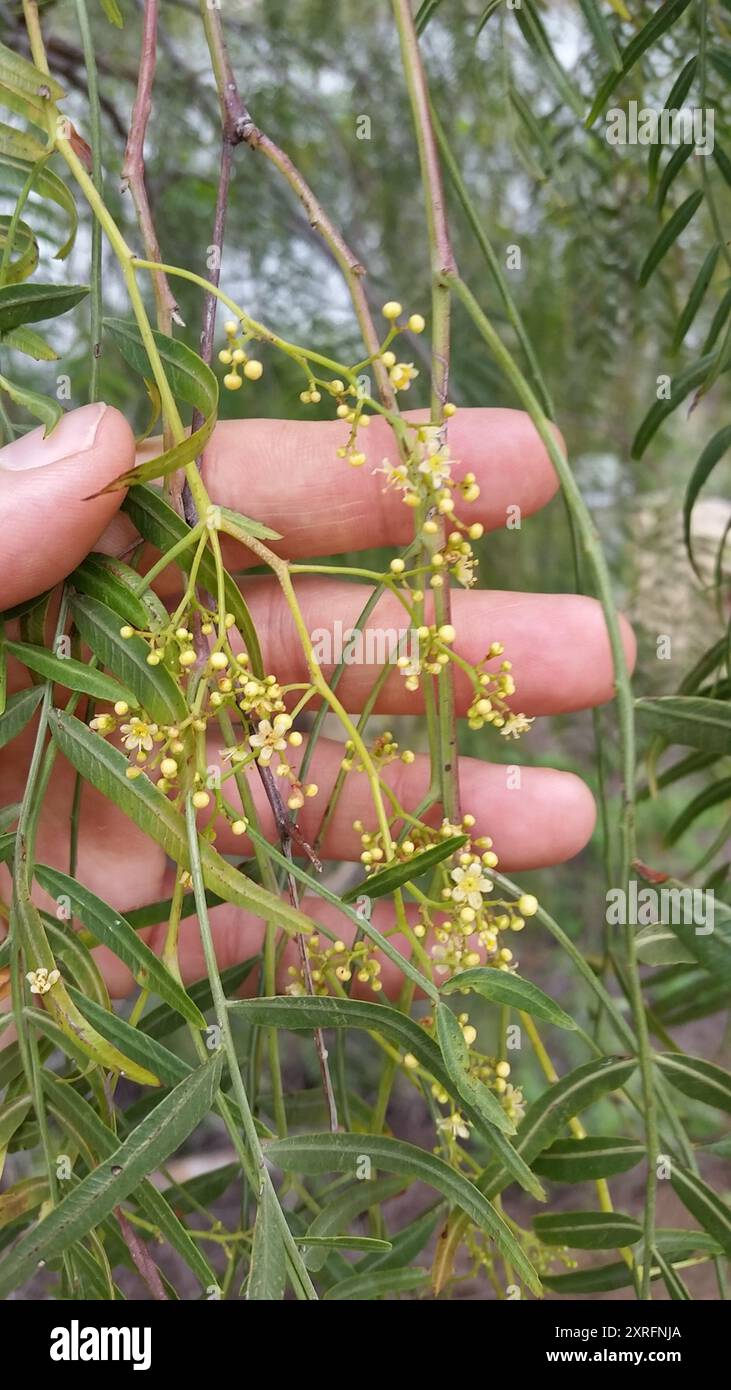 Peruvian Pepper Tree (Schinus molle) Plantae Stock Photo - Alamy