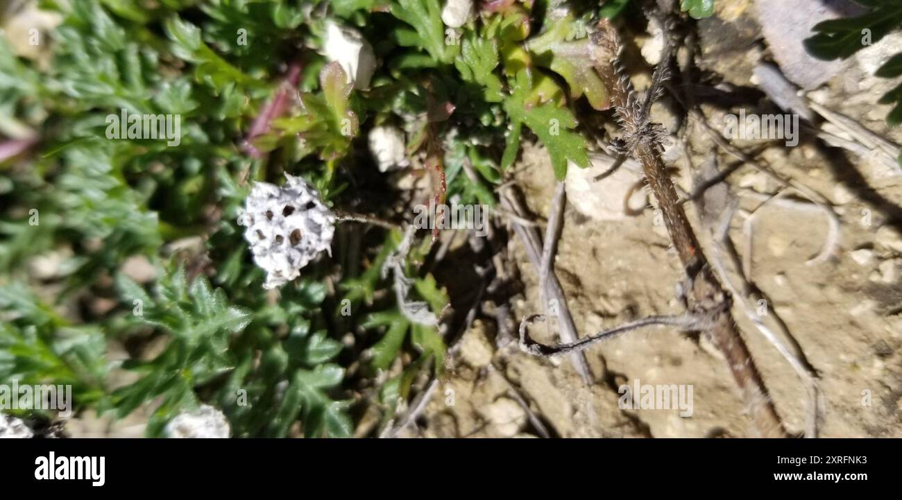 flathead rabbit tobacco (Diaperia prolifera prolifera) Plantae Stock ...
