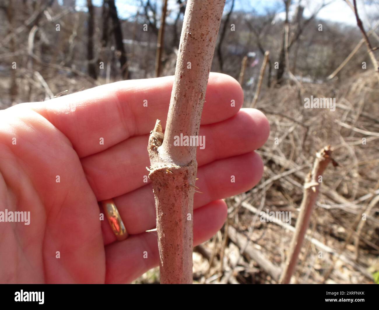 Japanese angelica tree (Aralia elata) Plantae Stock Photo - Alamy
