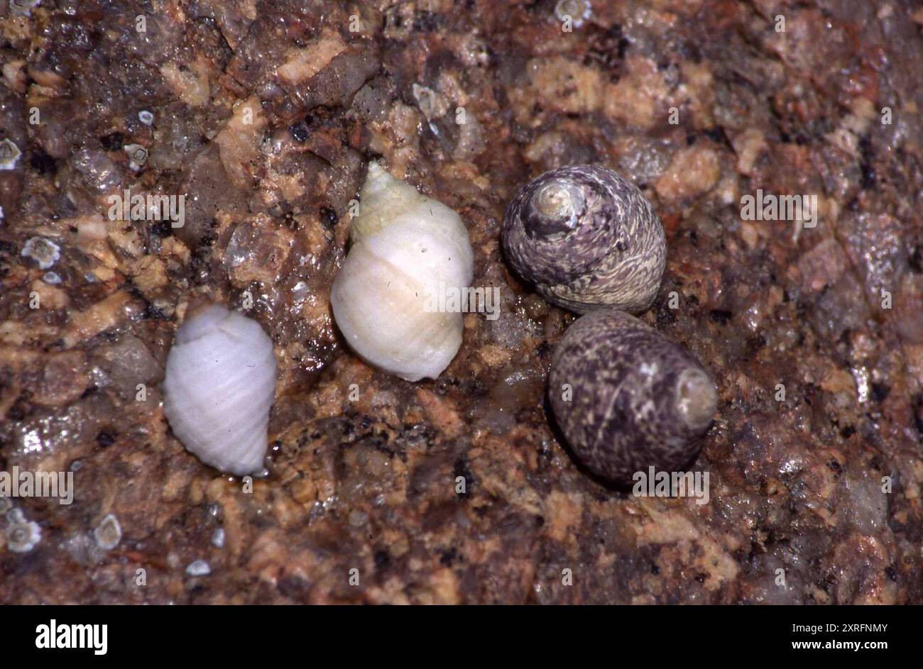 Lined Top Shell (Phorcus lineatus) Mollusca Stock Photo - Alamy