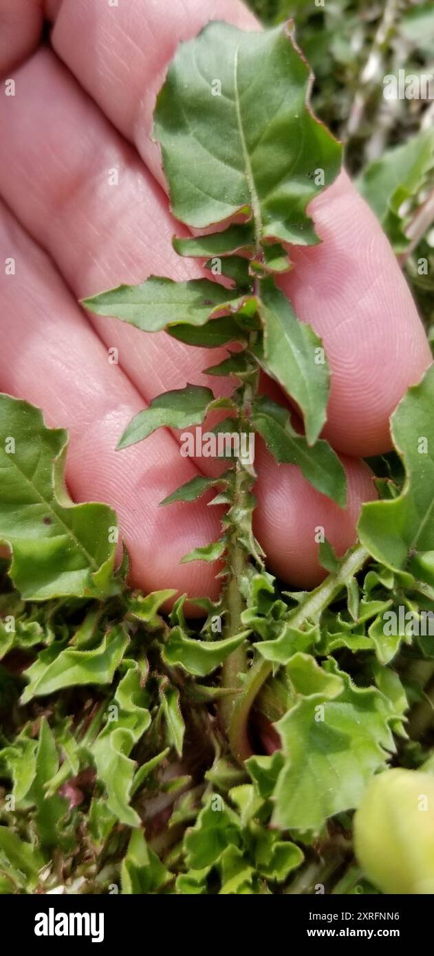 Stemless Evening Primrose (Oenothera triloba) Plantae Stock Photo - Alamy